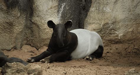 Tapir Rainforest Facts Diet And Habitat Information