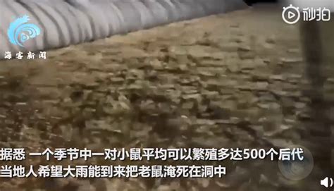 老鼠如蝗虫过境般侵袭澳大利亚，密密麻麻爬满地，恐怖一幕曝光！ 北晚新视觉