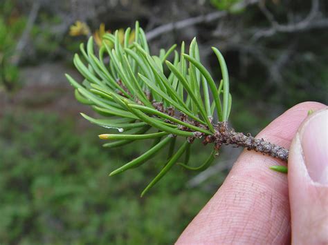 Jack Pine Tree Identification