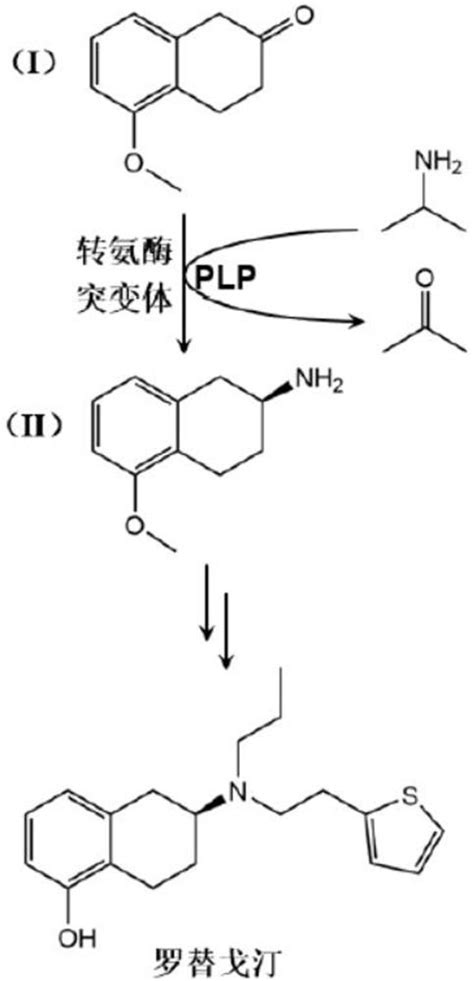 高活性耐热转氨酶突变体及其编码基因、构建方法和应用 爱企查