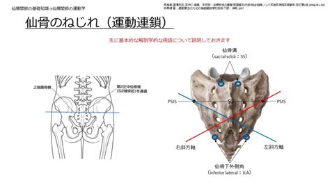 仙骨のねじれ運動連鎖 サラ理のブログ