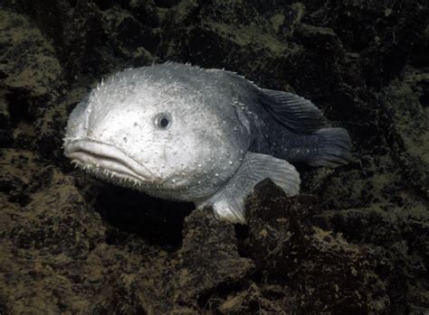 🔥 A Blobfish In Its Natural Deepwater Habitat Rnatureisfuckinglit