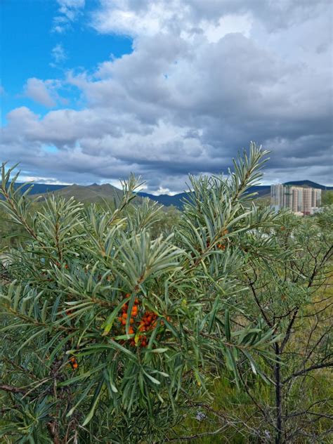 Tumee Naidandorj On Twitter Цэцэрлэгт хүрээлэнгийн баруун хэсэгт