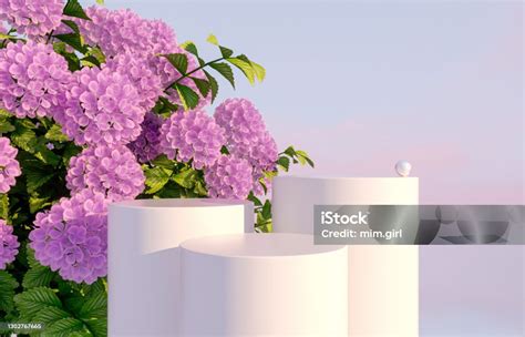 수국화 꽃과 함께 제품 디스플레이를위한 자연의 아름다움 연단 배경 0명에 대한 스톡 사진 및 기타 이미지 0명 3차원 형태 계절 Istock