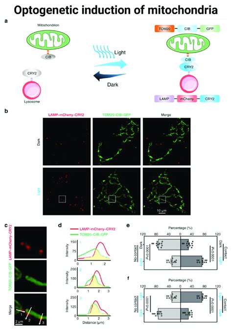 Optogenetics Can Be Used To Induce Mitochondria Lysosome Contacts A