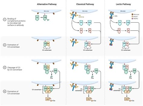 The Complement Pathway Activation Functions And Deficiencies