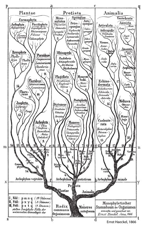 Homologies Phylogenies Sequence Space And The Theory Of Evolution Educate Truth