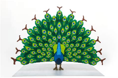 Peacock Front Mounts Botanical Garden Of Palm Beach County