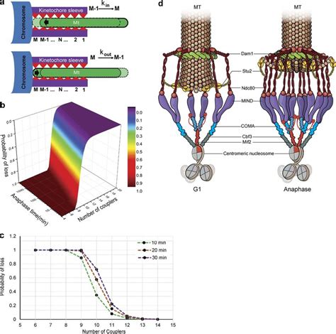Simulations Using Hills Biased Diffusion Model And A Working Model For Download Scientific