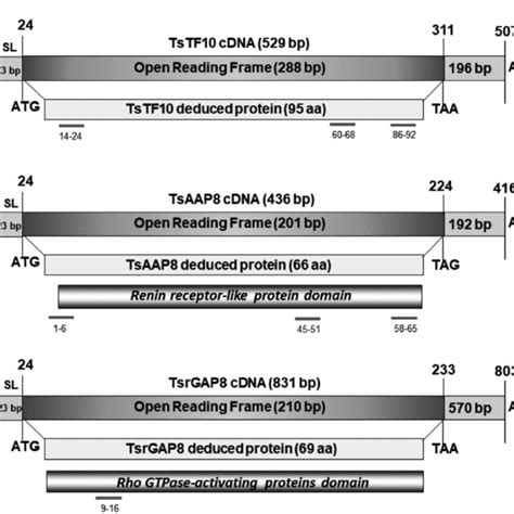 Schematic Representation Of The Three Cdnas Analyzed Of Taenia Solium