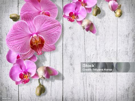 오래된 흰색 페인트 보드 빈티지 배경에 부드러운 난초 꽃과 싹 축하 프레임 엽서 템플릿 0명에 대한 스톡 사진 및 기타 이미지 0명 3월 개화기 Istock