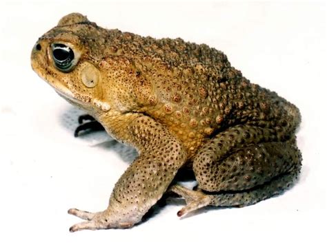 Cane Toad Identification