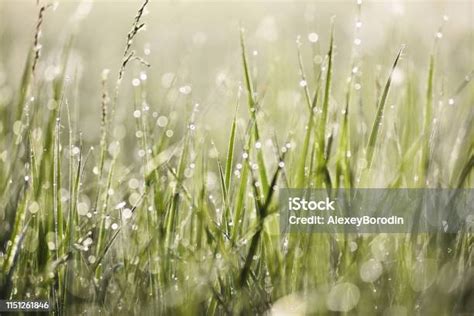 Bokeh 질감 배경으로 밝은 태양에서 아침이 슬과 녹색 잔디 잎에 대한 스톡 사진 및 기타 이미지 잎 녹색 방울 Istock