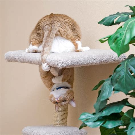 Why Does My Cat Chase His Tail Feline Quirks Explained