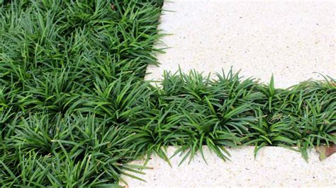 How To Plant Grow And Care For Mondo Grass Planet Natural
