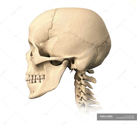 Skull Anatomy Side View