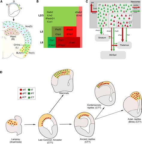 Direct And Indirect Neurogenesis Generate A Mosaic Of Distinct Glutamatergic Projection Neuron