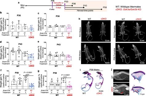 Comparison Of Growth And Skeletal Phenotype In Young Mice After