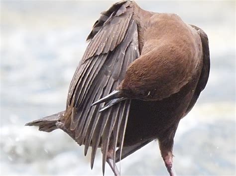 カワガラス 生態編油付けと白目 コバの野鳥撮影雑記