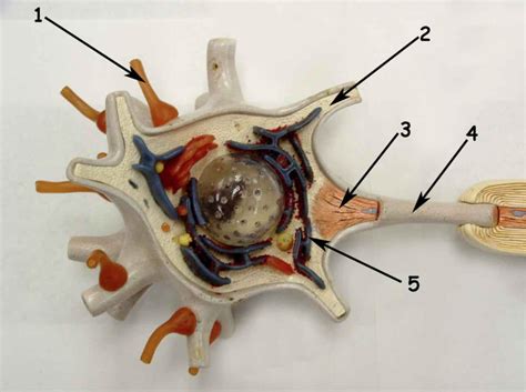 Cell Body Of A Typical Motor Neuron Diagram Quizlet