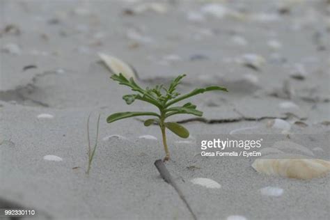 Gesa Photos And Premium High Res Pictures Getty Images