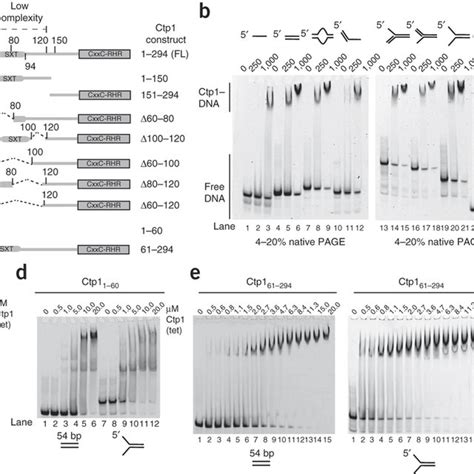 X Ray Crystal Structure Of The Ctp1 N Terminal Tetramerization Domain