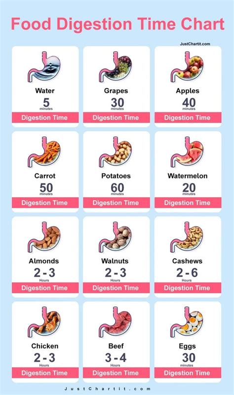 How Long Does Food Take To Leave The Stomach At Jennifer Bryant Blog