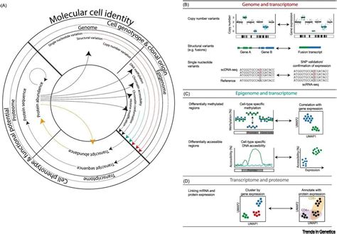 Trends In Genetics 单细胞多组学技术进展 知乎