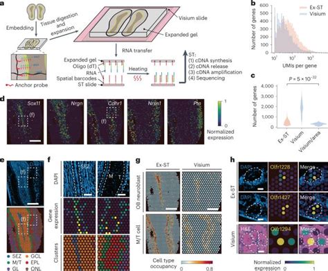 Danilo Tait Msc Phd Mba On Linkedin Expansion Spatial Transcriptomics