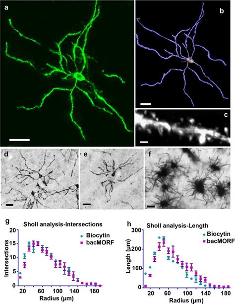 Imaging And 3d Reconstruction Of Detailed Dendritic And Spine Download Scientific Diagram