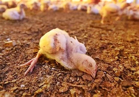 Broilers Breeds Feeding Breeding And More