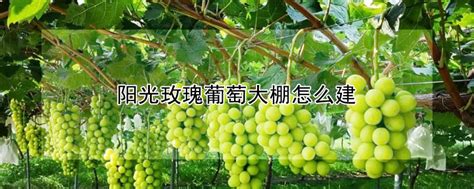 葡萄树移栽时间和方法 发财农业网