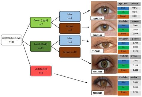 Recessive Gene Eye Color