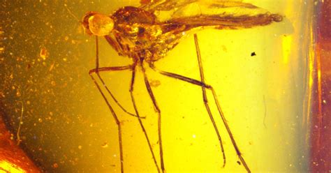 Amber Fossils Mosquito Amber Fossils Mosquito