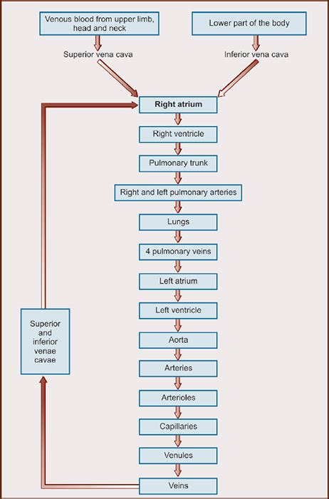 Systemic Circulation Flow Chart