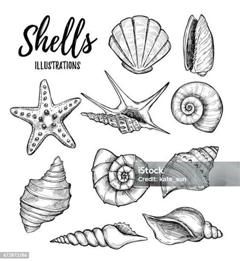 손으로 그린 벡터 그림 조개 컬렉션 마린 세트 초대장 인사말 카드 포스터 인쇄물 배너 전단지 등에 적합 벡터에 대한 스톡 벡터