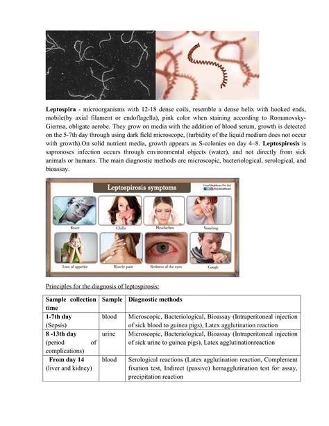 Spirochetes Microbiology Presentation Docx
