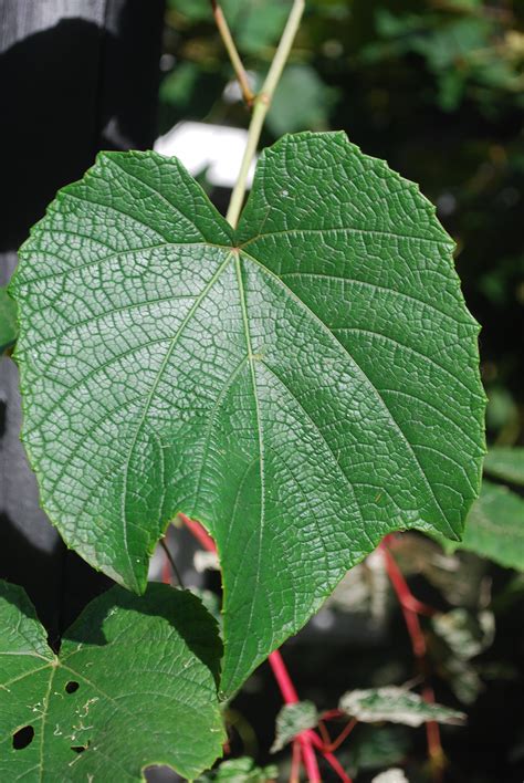 Vitis Coignetiae Stephen Ryan