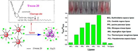 Colorimetric Enzyme Assay At Steven Soper Blog