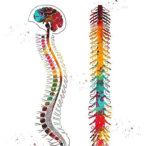 Brain With Spinal Cord By Erzebeth Artofit
