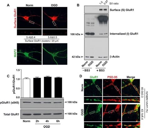 Np1 Deletion Prevents Ogd‐induced Increase Of Surface Glur1 Clusters