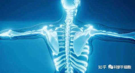 《science》子刊：骨髓间充质干细胞可再生大型骨损伤，或能取代骨移植手术 知乎