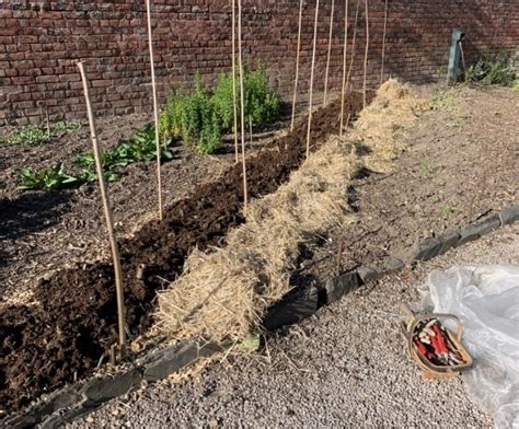 Growing Dahlias Faqs By The Laundry Garden Expert Advice