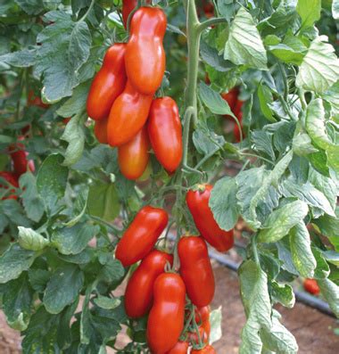 Томат Поззано F1: цена, описание, продажа - Superior Seeds
