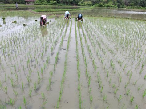 မကွေးတိုင်းဒေသကြီး မင်းတုန်းမြို့နယ်၊ ဝန်တွင်း‌ကျေးရွာတွင် Cerp Plan အရ စပါးမျိုးစေ့ထုတ်စိုက်ခင