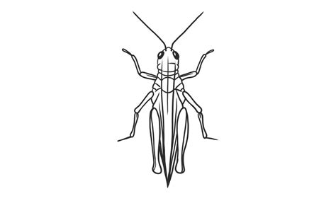 Vector Lineart Illustration Of Grasshopper On White Background Hand