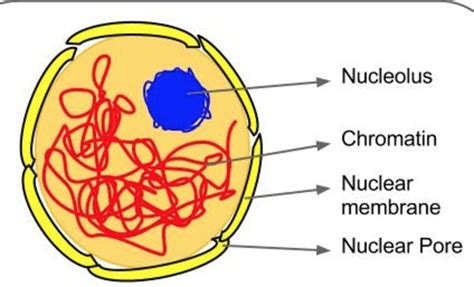 Nucleus Structure Drawing