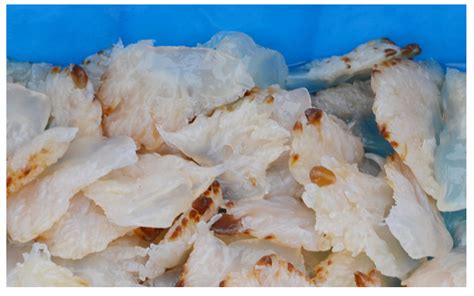 新鲜海蜇头怎么吃 海蜇丝凉拌要开水烫吗 随意云