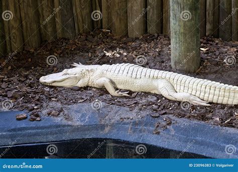 Cocodrilo Del Albino Imagen De Archivo Imagen De Miedo 23096383