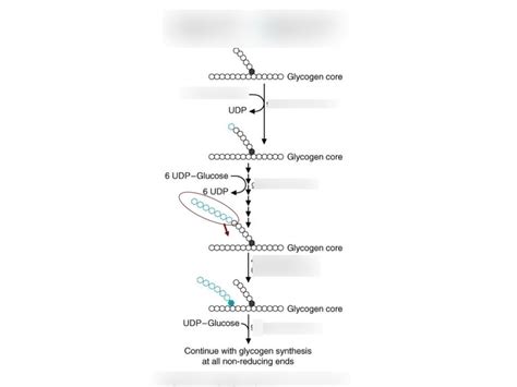 Glycogenesis Diagram Quizlet